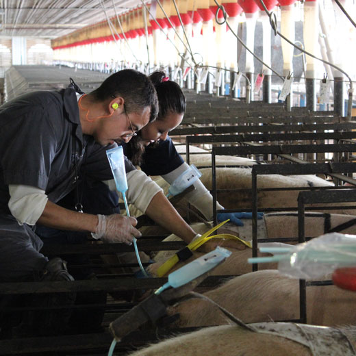 From Pigs to Pork - Seaboard Foods