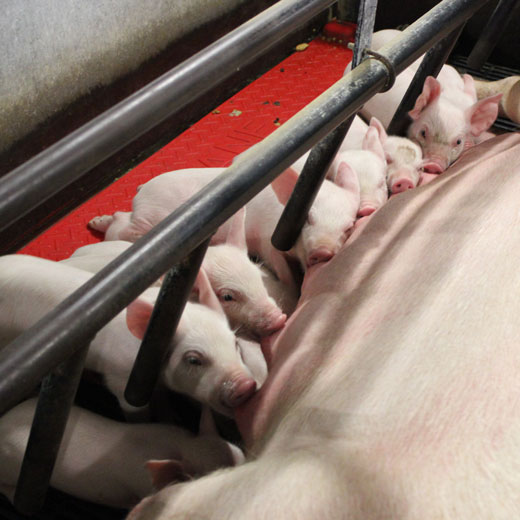 From Pigs to Pork – Seaboard Foods