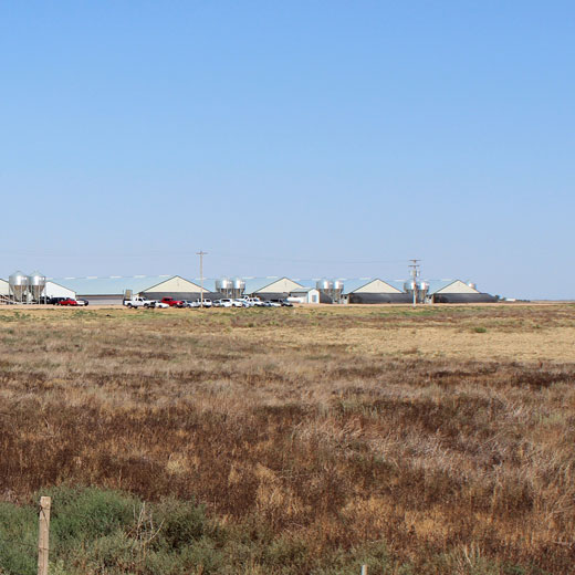 From Pigs to Pork – Seaboard Foods