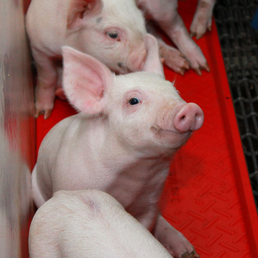 From Pigs to Pork – Seaboard Foods