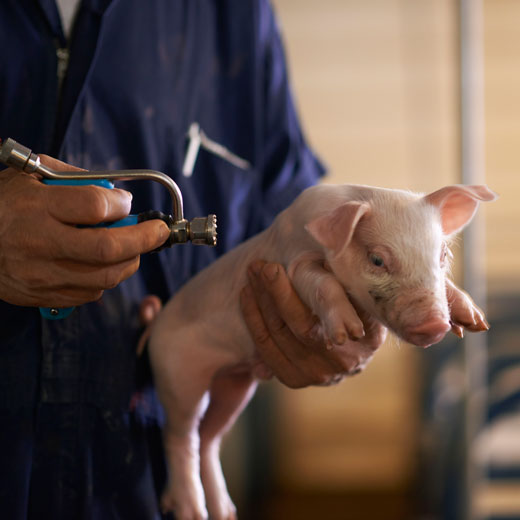 From Pigs to Pork – Seaboard Foods