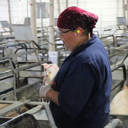 From Pigs to Pork – Seaboard Foods