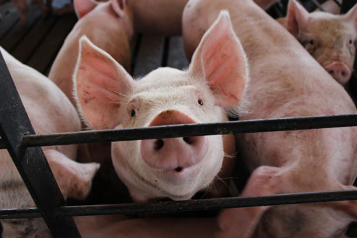 From Pigs to Pork - Seaboard Foods