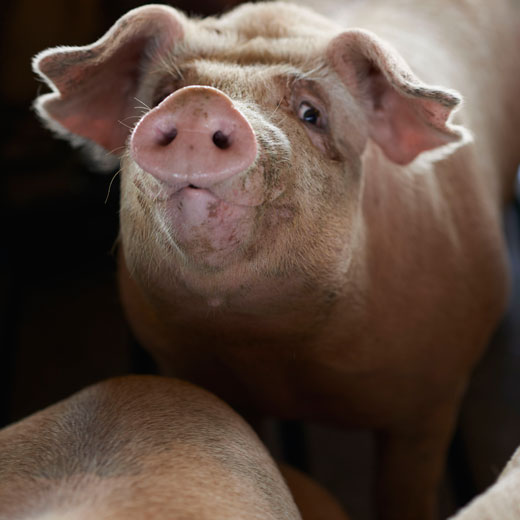 From Pigs to Pork – Seaboard Foods