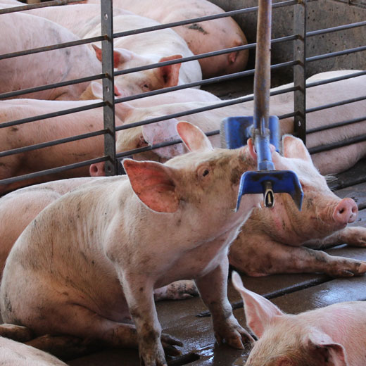 From Pigs to Pork – Seaboard Foods