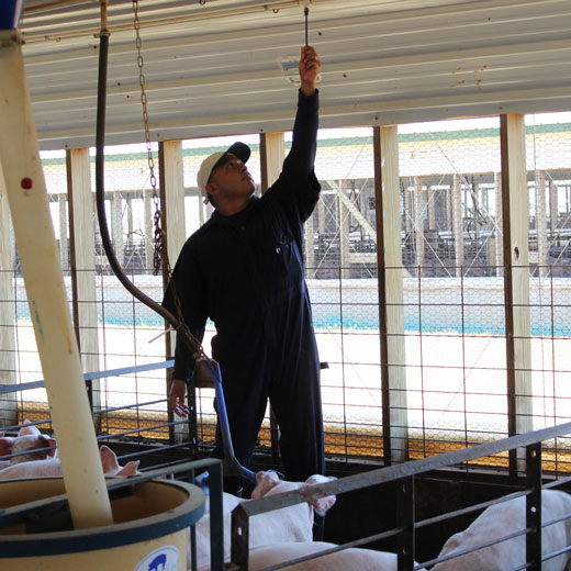 From Pigs to Pork – Seaboard Foods