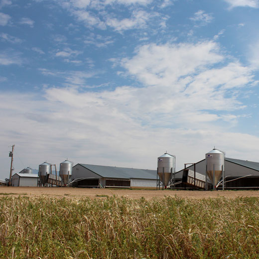 From Pigs to Pork – Seaboard Foods