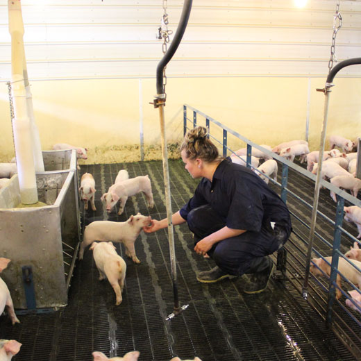 From Pigs to Pork – Seaboard Foods