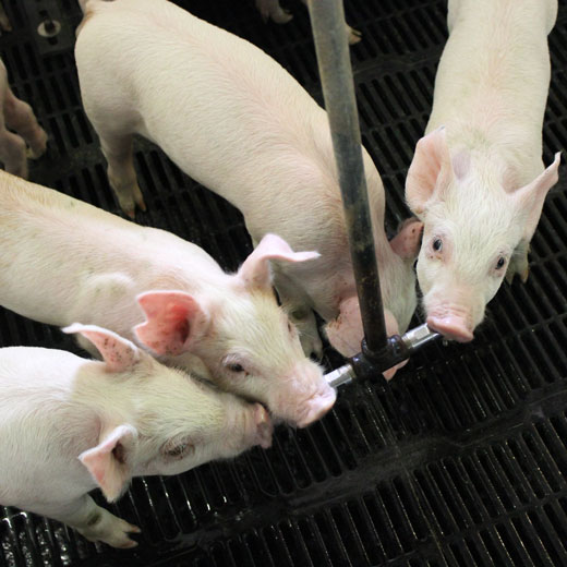 From Pigs to Pork - Seaboard Foods