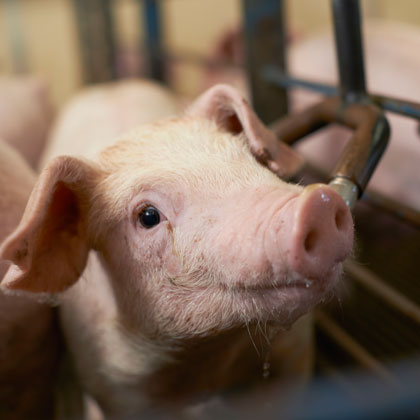 From Pigs to Pork – Seaboard Foods