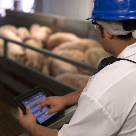 From Pigs to Pork – Seaboard Foods