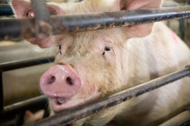 From Pigs to Pork - Seaboard Foods